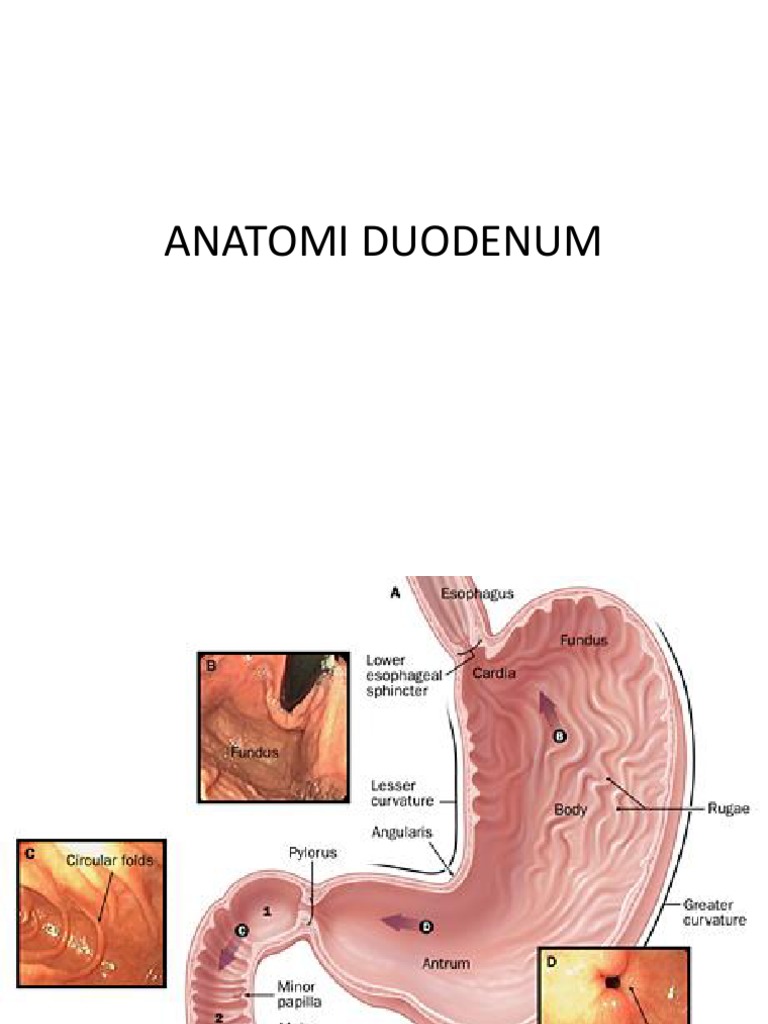 Anatomi Duodenum | PDF