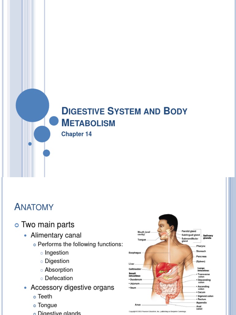 CH 14 Digestive System and Body Metabolism | PDF | Stomach ...