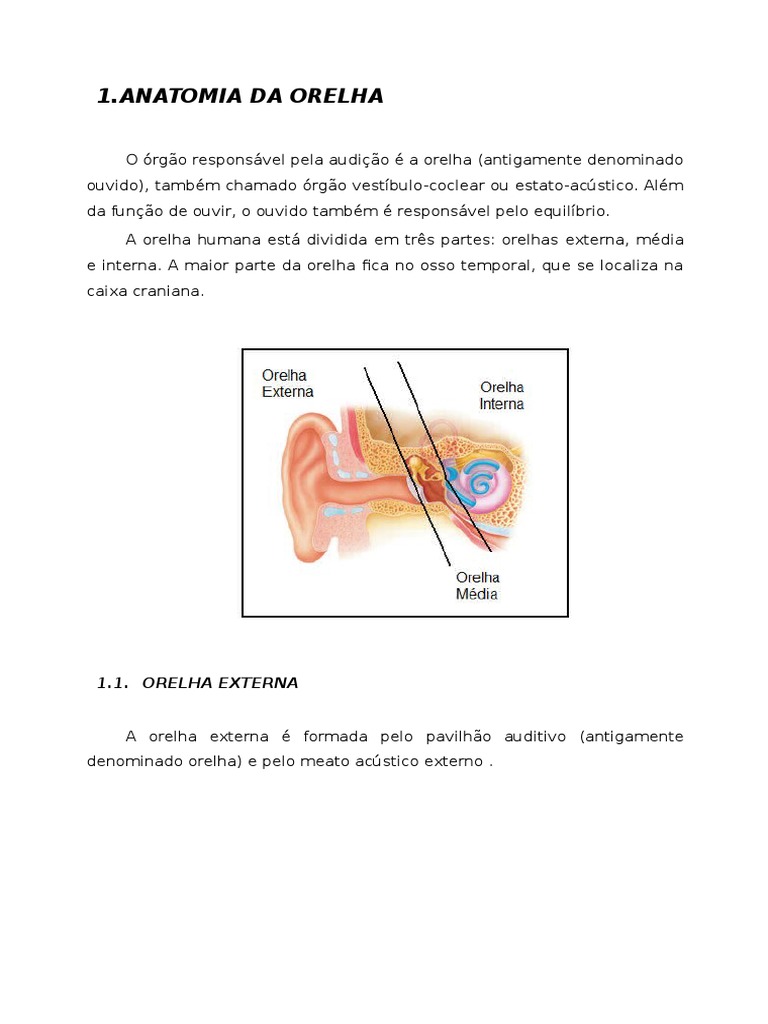 Anatomia Da Orelha | Orelha | Audição