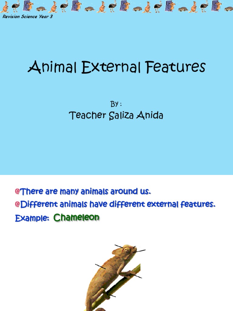 Animals External Features | PDF | Language Arts & Discipline | Wellness