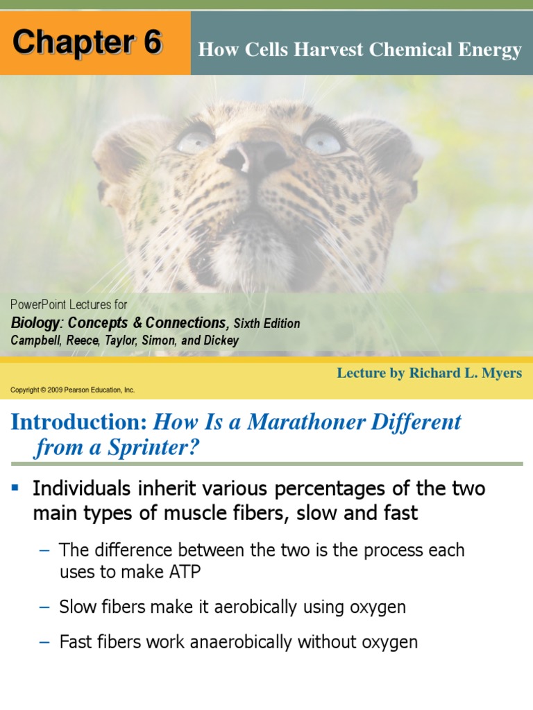 How Cells Harvest Chemical Energy: Biology: Concepts & Connections ...