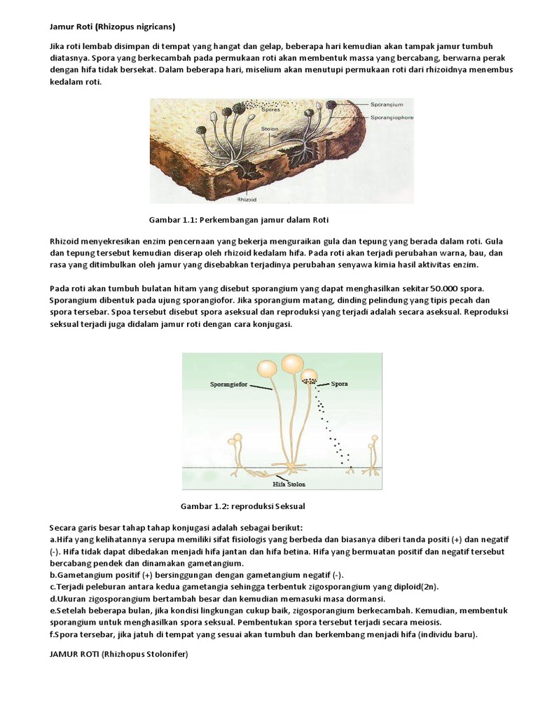 Struktur dan Reproduksi Jamur Roti | PDF