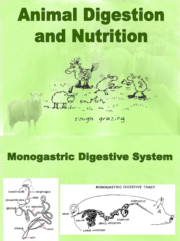 Animal Digestion and Nutrition | PDF | Digestion | Carbohydrates