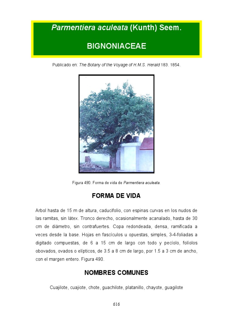 Propiedades y usos del árbol de chote | PDF | Semilla | Fruta