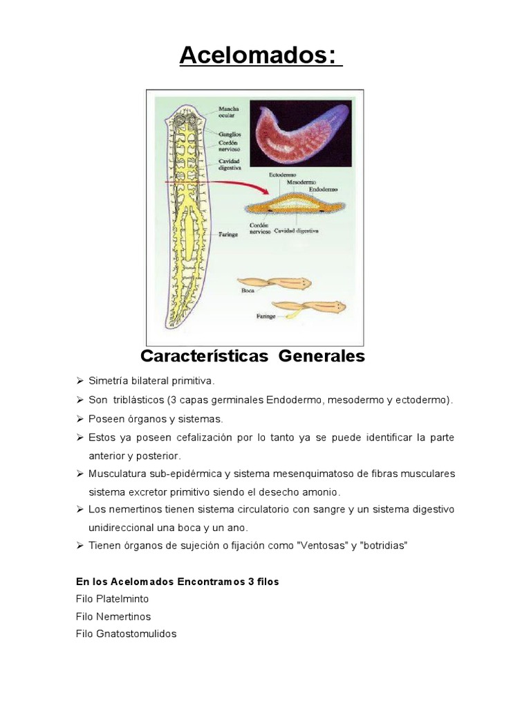 Acelomados | PDF | Protostomas | Organismos