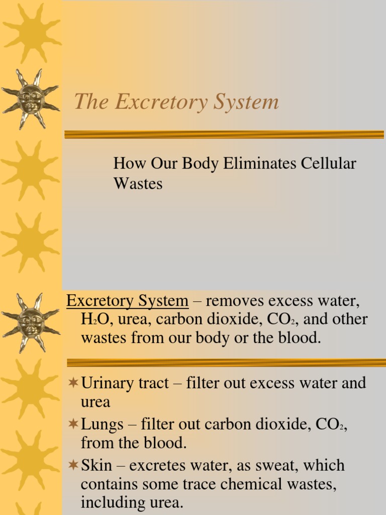 The Excretory System: How Our Body Eliminates Cellular Wastes | PDF ...