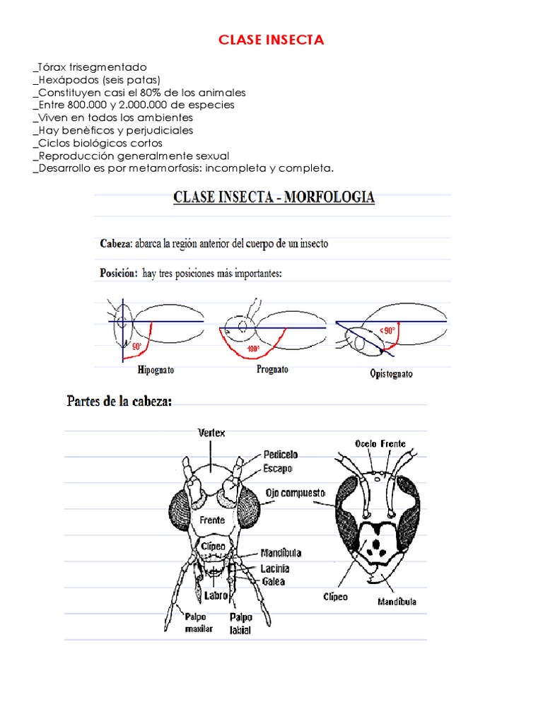 Clase Insecta | PDF | Insectos | Mosca