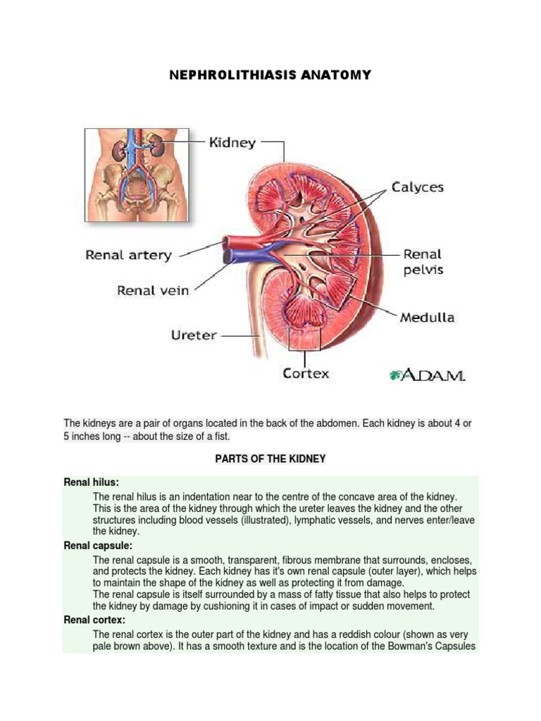 Nephrolithiasis Anatomy | PDF | Kidney | Artery