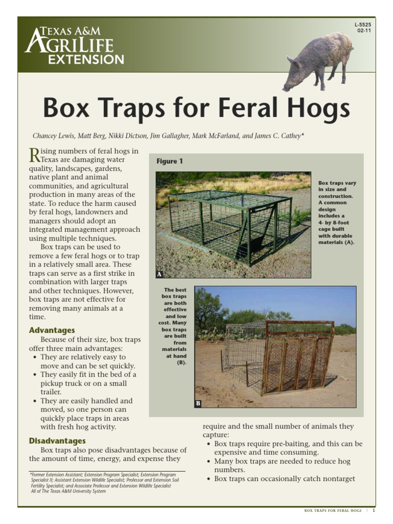 Box Traps for Feral Hogs | Pig | Animals And Humans