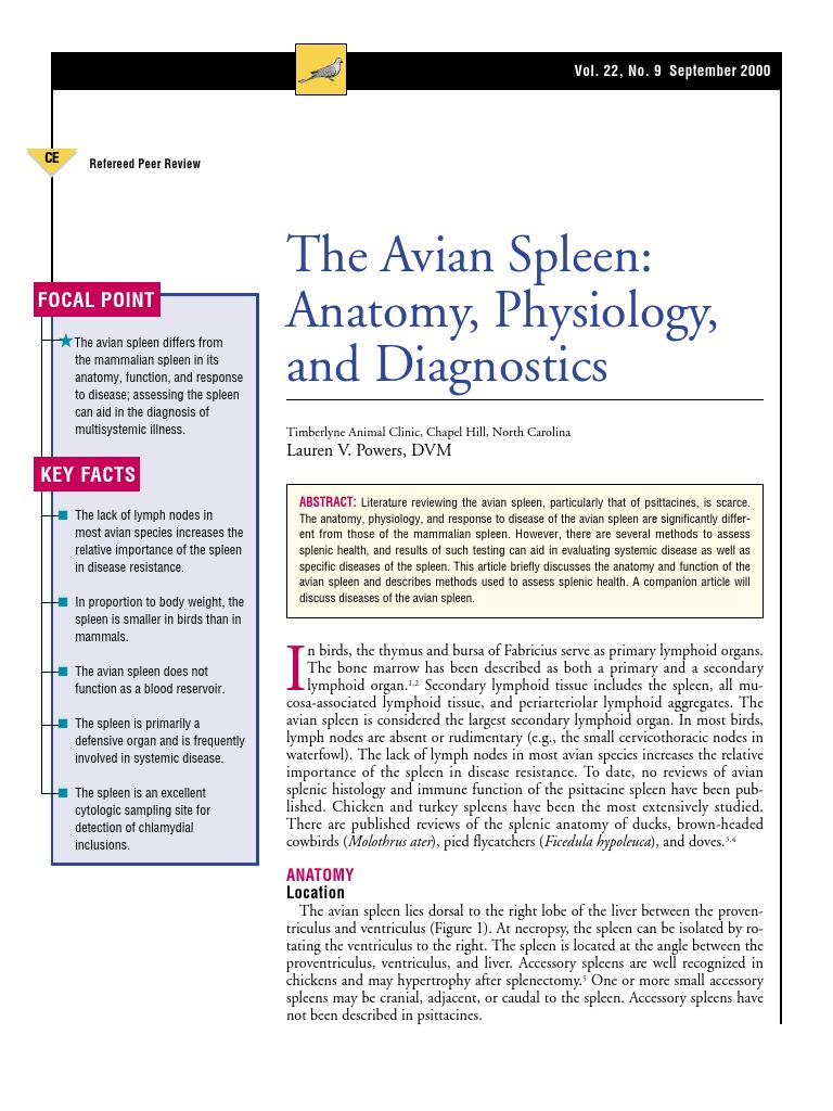 AVIAN-The avıan spleen anatomy,physiology and diagnostics | PDF ...