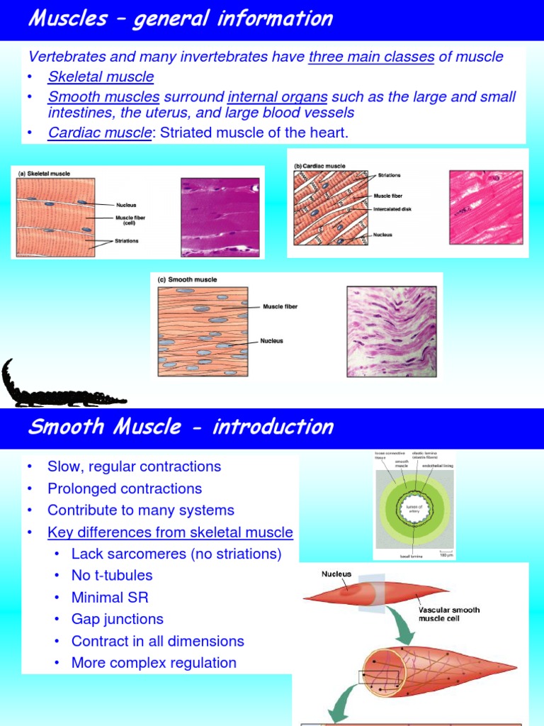 Smooth and Cardiac Muscles | PDF | Smooth Muscle Tissue | Muscle ...