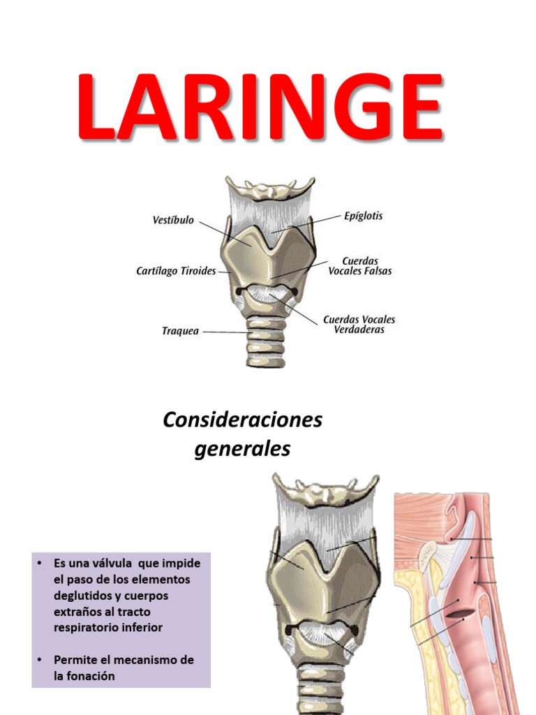 Anatomia de Laringe
