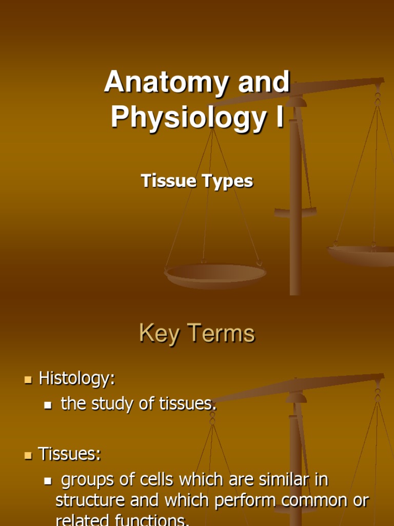 Overview of Four Tissue Types | PDF | Tissue (Biology) | Epithelium