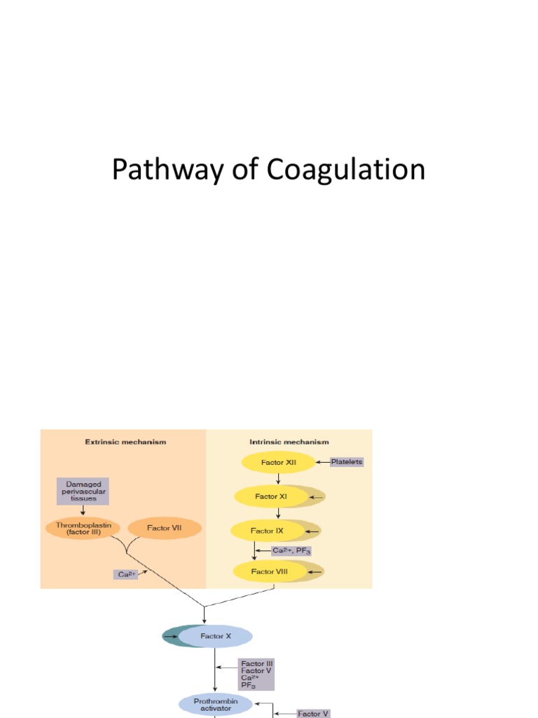 Jalur koagulasi darah | Coagulation | Blood Proteins | Free 30-day ...