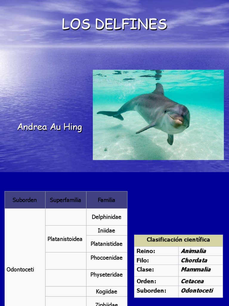 DELFIN.ppt | Cetacea | Mamíferos marinos