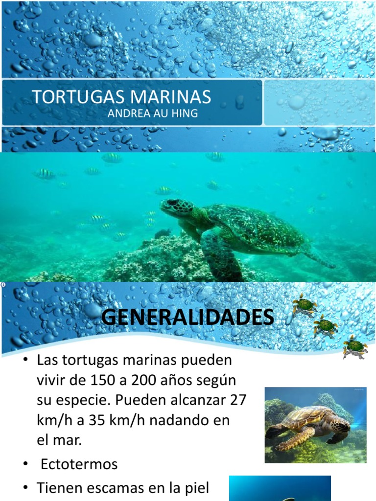 Tortugas Marinas | PDF