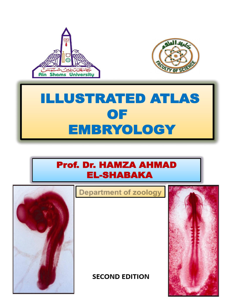 Illustrated Embryology | PDF