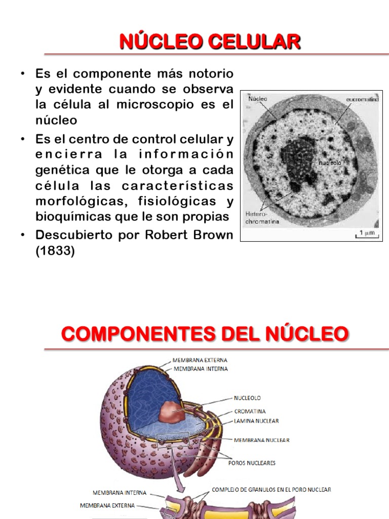 Núcleo celular.pdf | Nucleo celular | Ribosoma