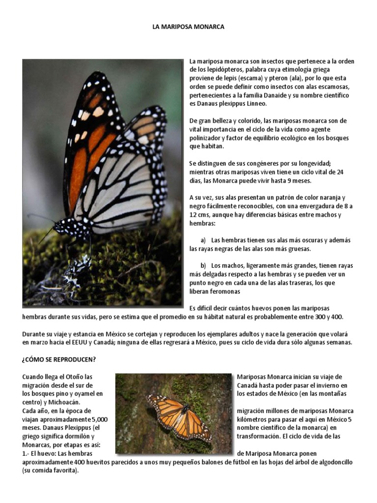La Mariposa Monarca | PDF | Lepidópteros | Conservación