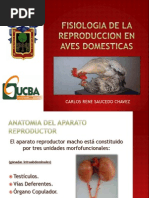 Aparato Reproductor del Pato: Anatomía y Función | PDF | Sistema ...