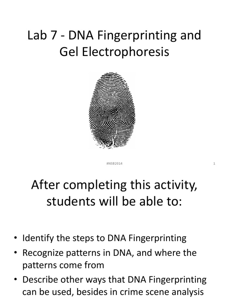 Lab 7 - DNA Fingerprinting and Gel Electrophoresis Fall 2014 | PDF ...