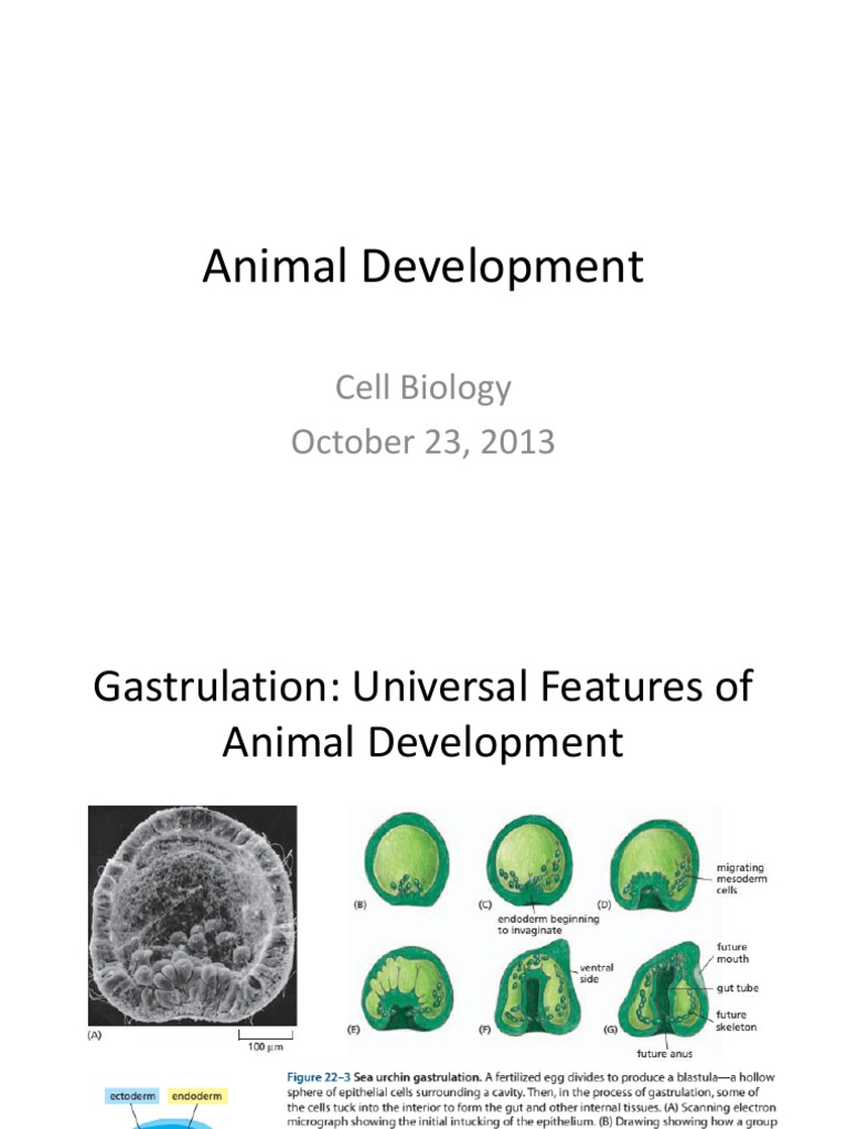 Animal Development: Cell Biology October 23, 2013 | PDF | Embryo ...