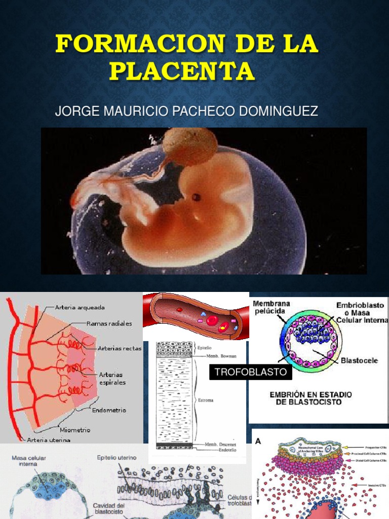 Formacion de La Placenta | PDF