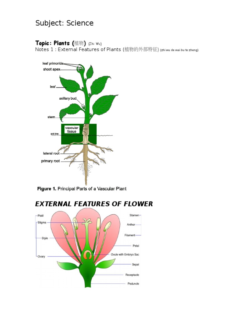 Subject: Science: Topic: Plants ( | PDF | Science & Mathematics