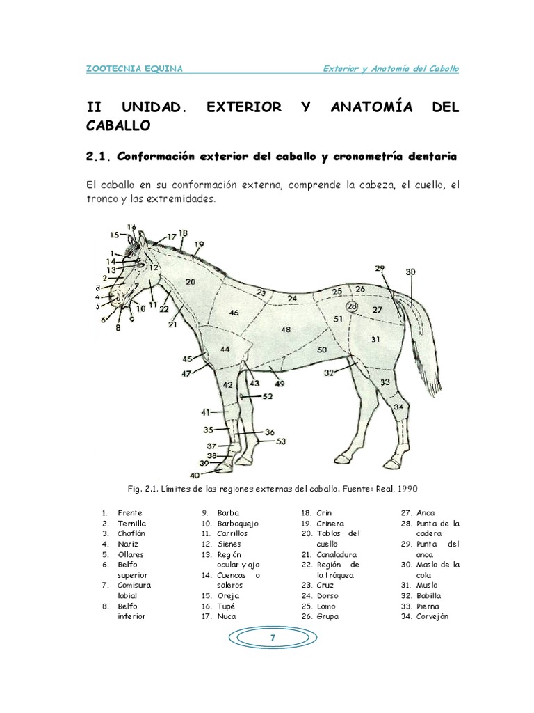 Exterior y Anatomia Del Caballo | PDF | Caballos | Rodilla