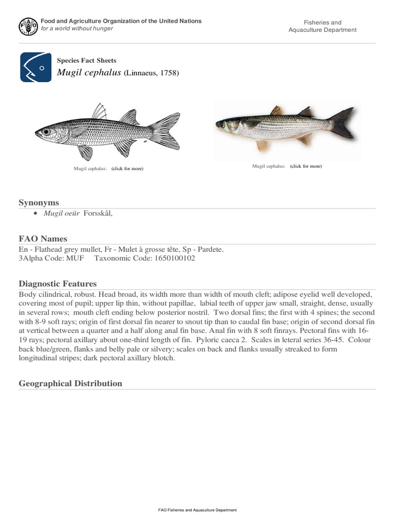 FAO Fisheries & Aquaculture - Aquatic Species | Fish | Aquaculture