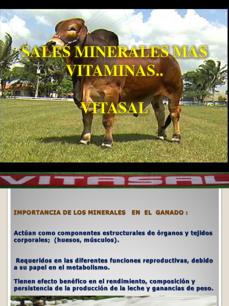 Vita Sal | PDF | Calcio | Vacas