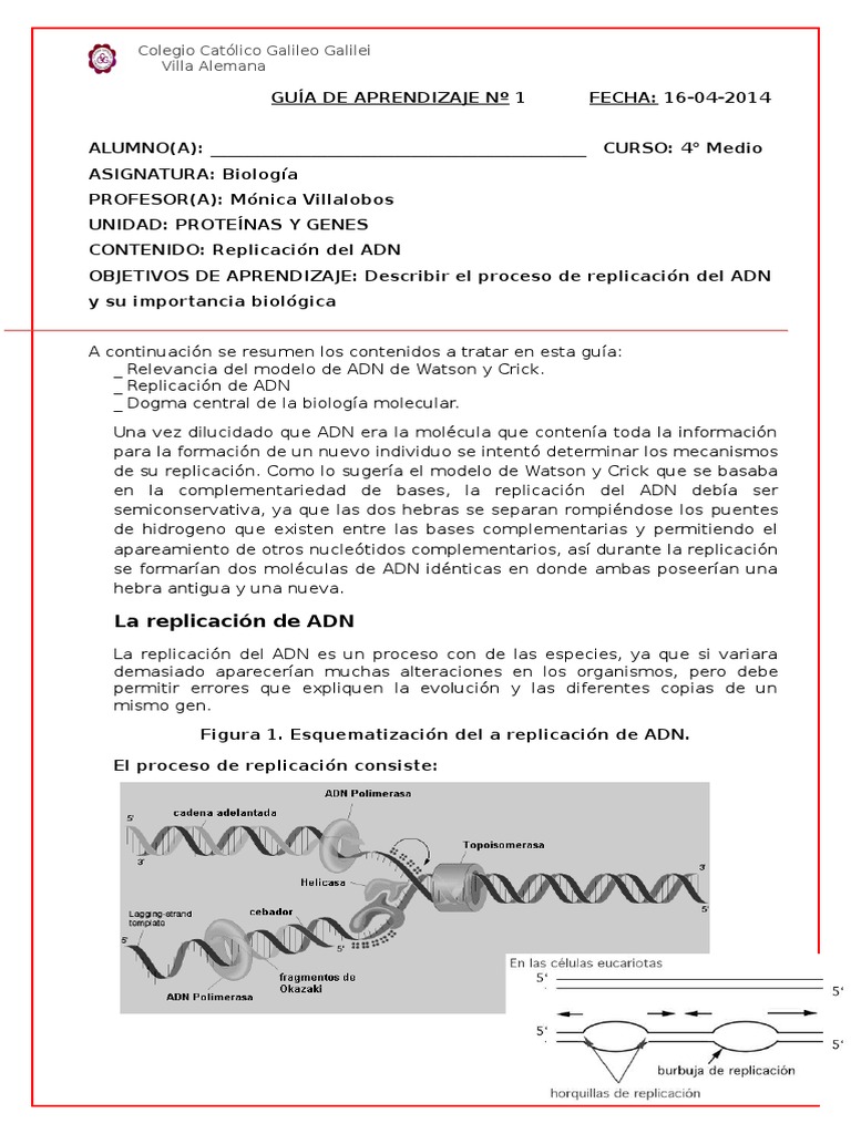Guia Replicación Adn | PDF | Adn | Gene