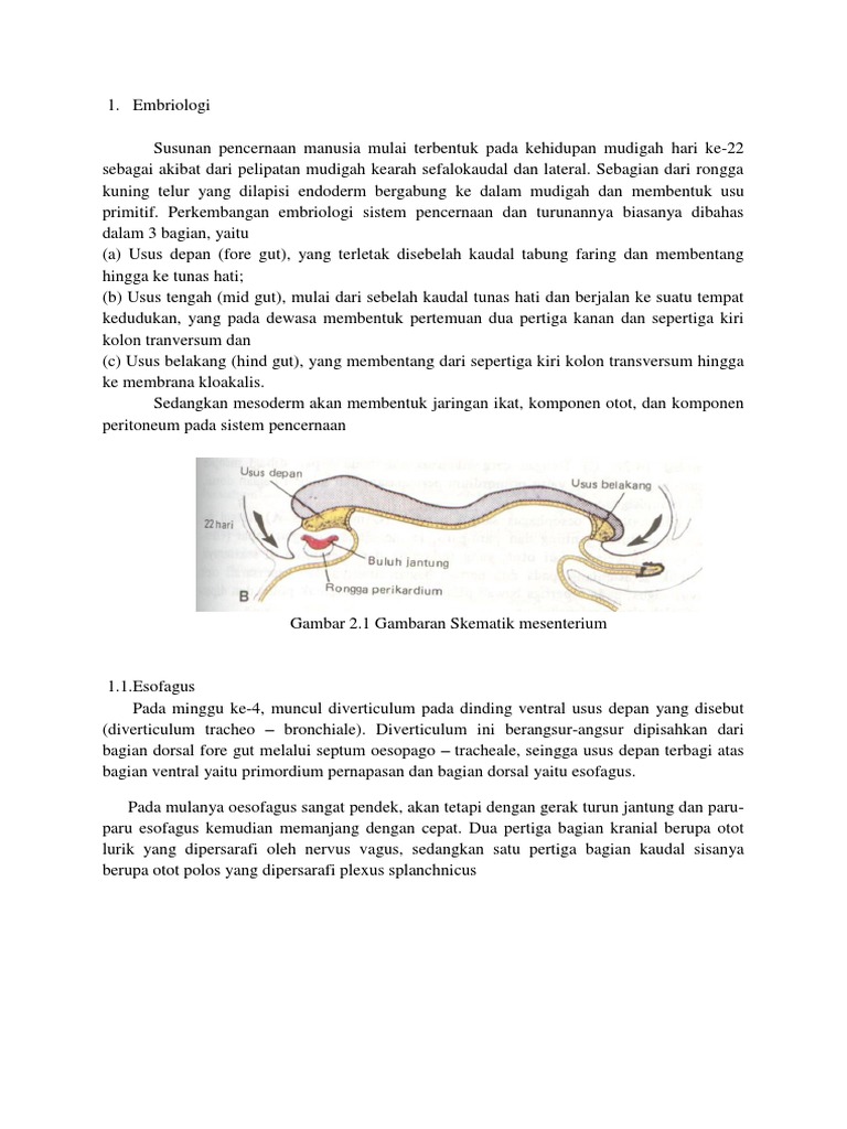 Embriologi Esofagus, Gaster | PDF | Ilmu Sosial