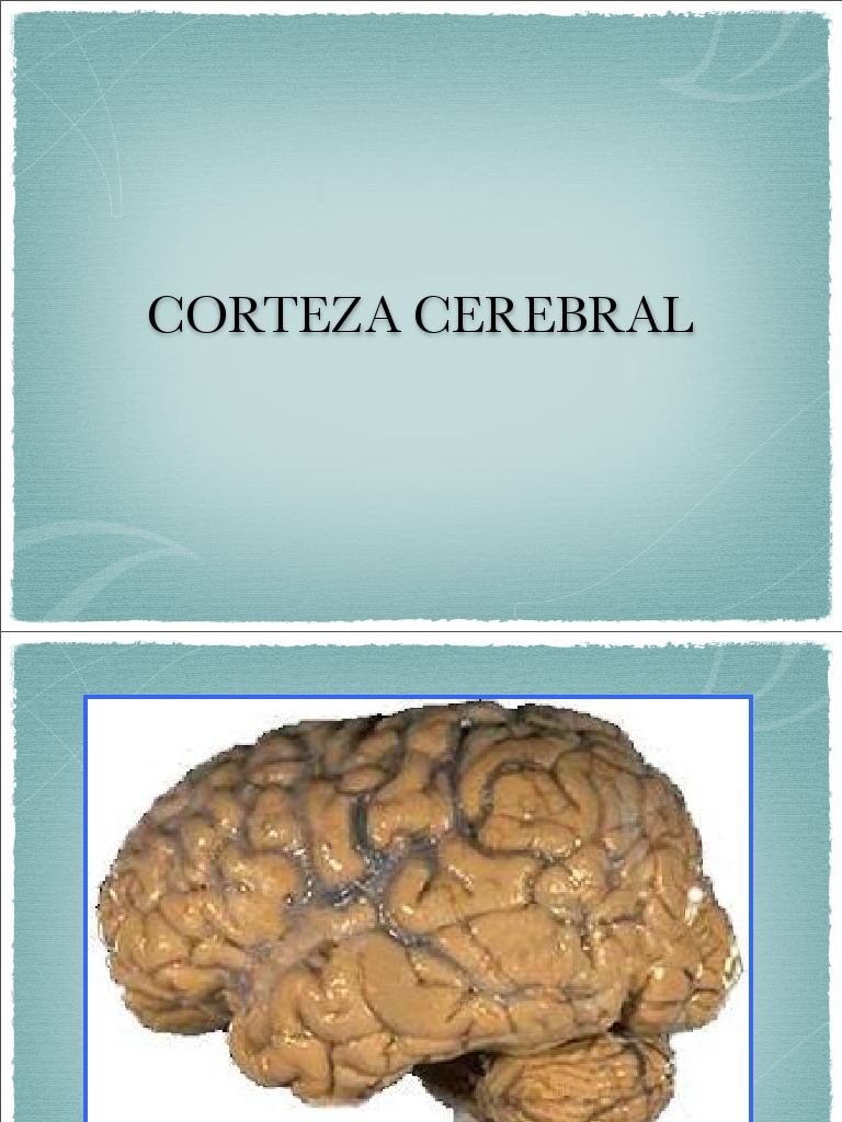 Corteza Cerebral | PDF | Corteza cerebral | Neocortex