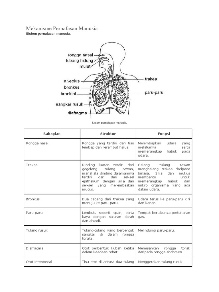 Mekanisme Pernafasan Manusia | PDF