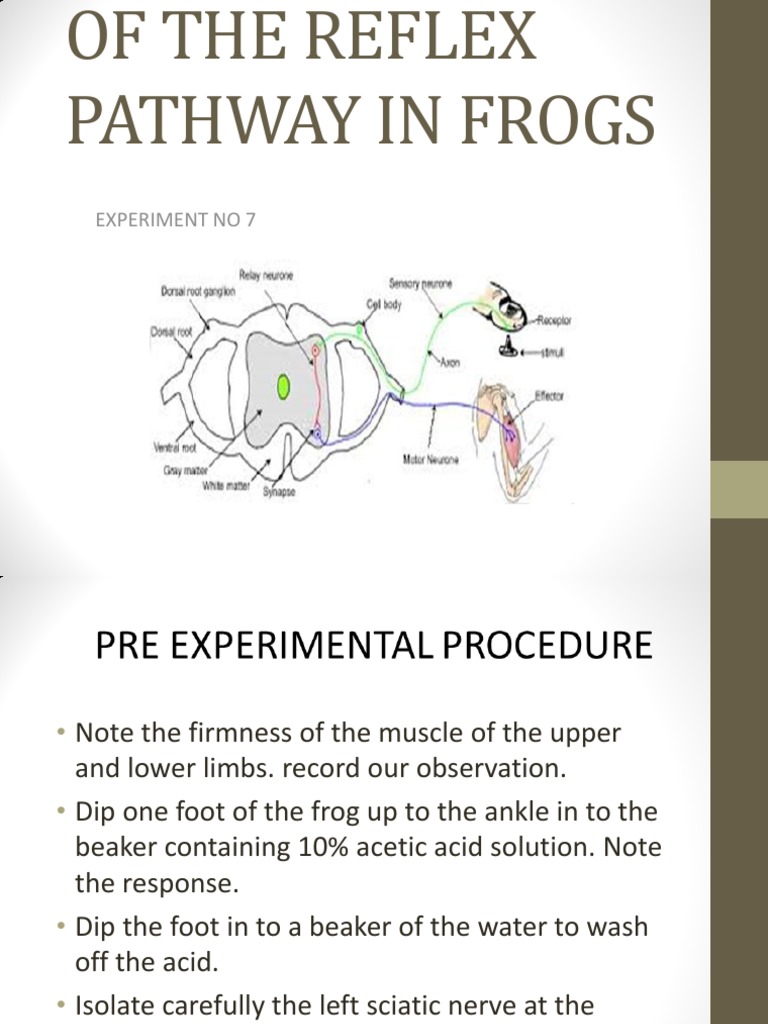Demonstration of The Reflex Pathway in Frogs | PDF | Spinal Cord | Muscle