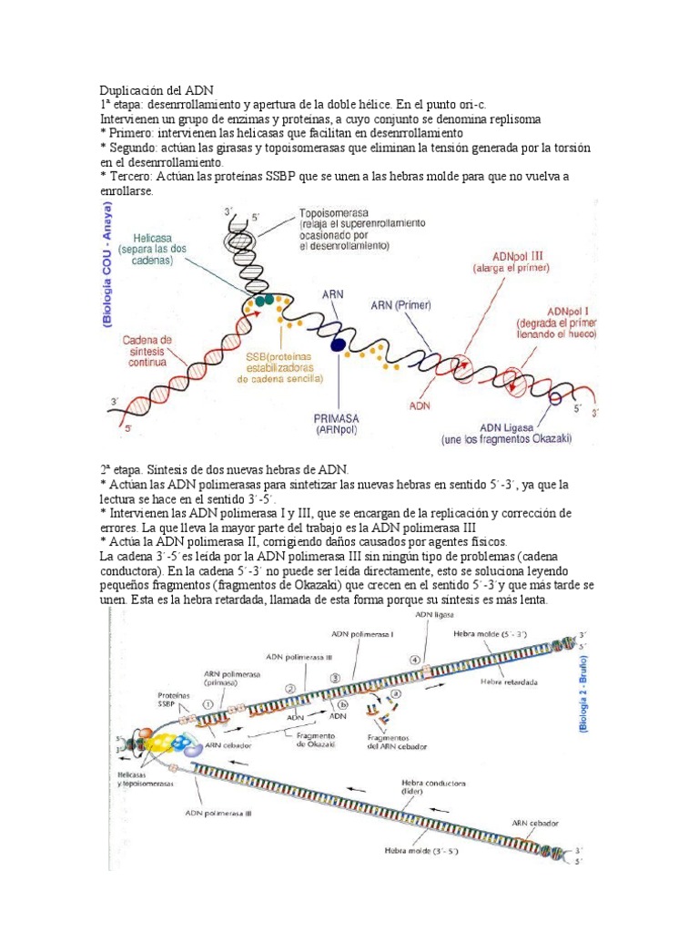 Duplicación del adn