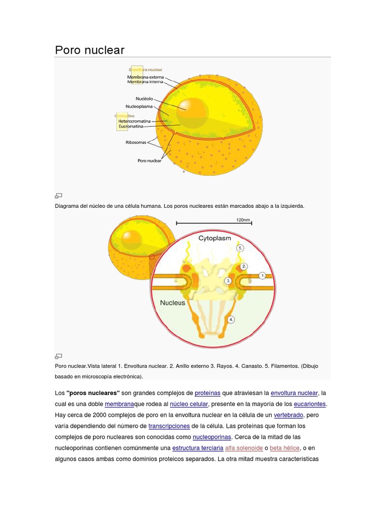 Poro Nuclear | Núcleo celular | Biología celular