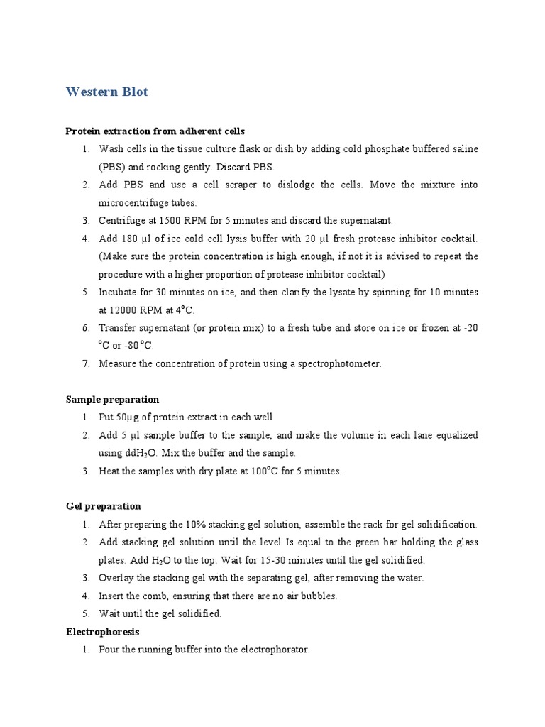 Western Blot: Protein Extraction From Adherent Cells | PDF | Western ...