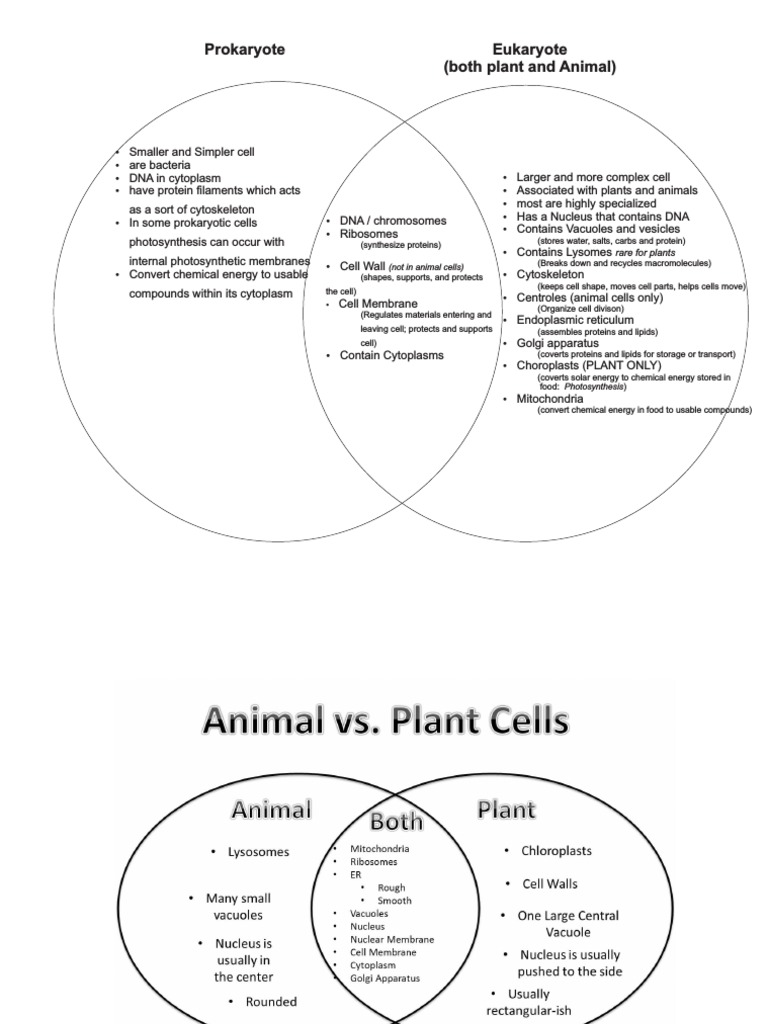 Cell Venn Diagram Plants Vs Animals | PDF
