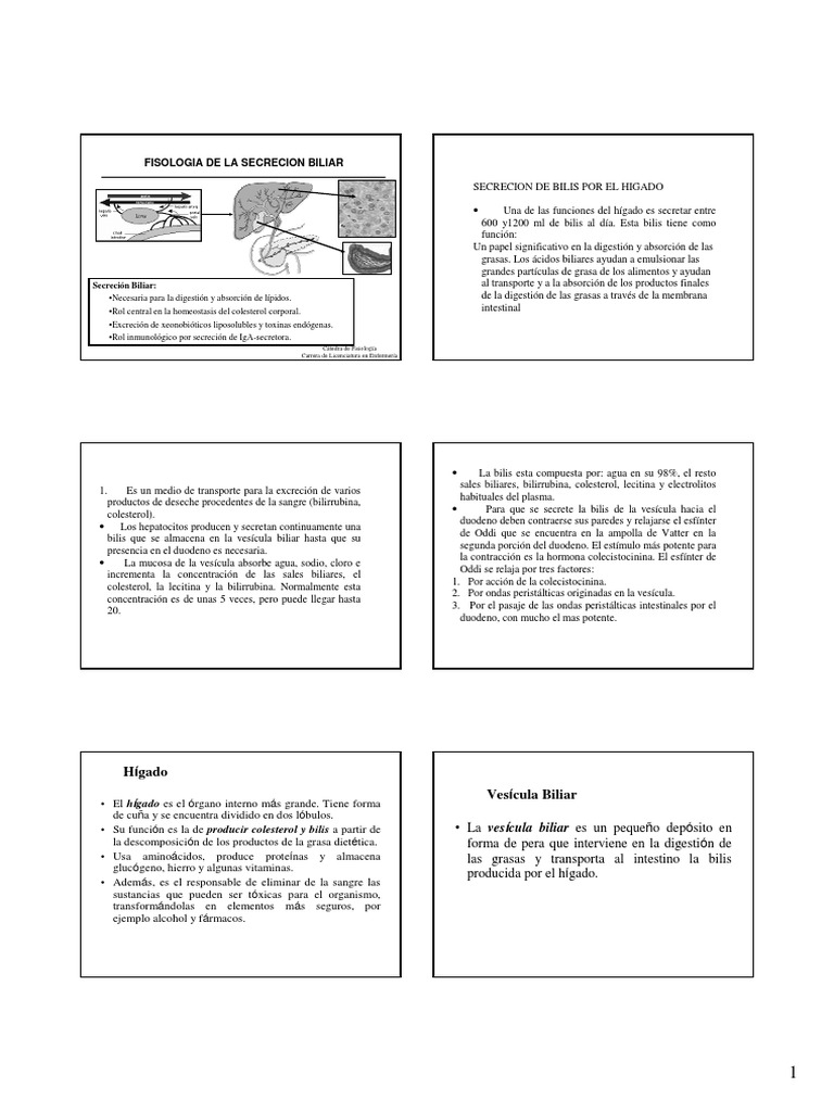 Producción diaria de bilis y ácidos biliares | PDF | Bilis | Digestión