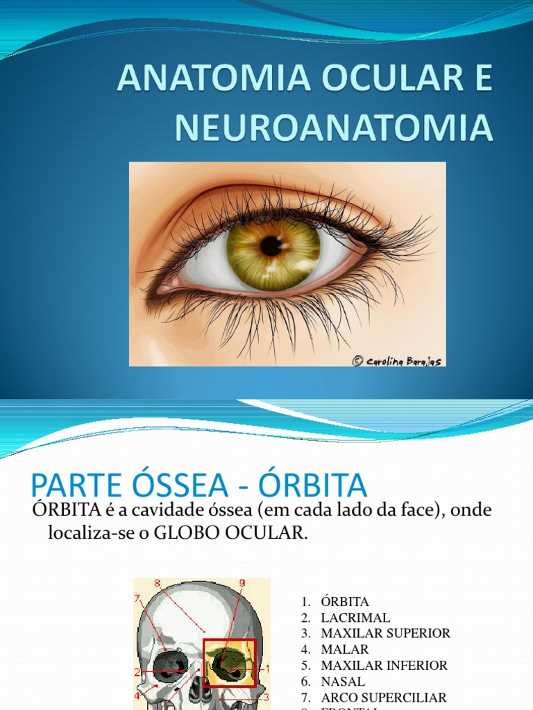 Anatomia da Órbita Ocular Humana | PDF | Olho humano | Sistema visual