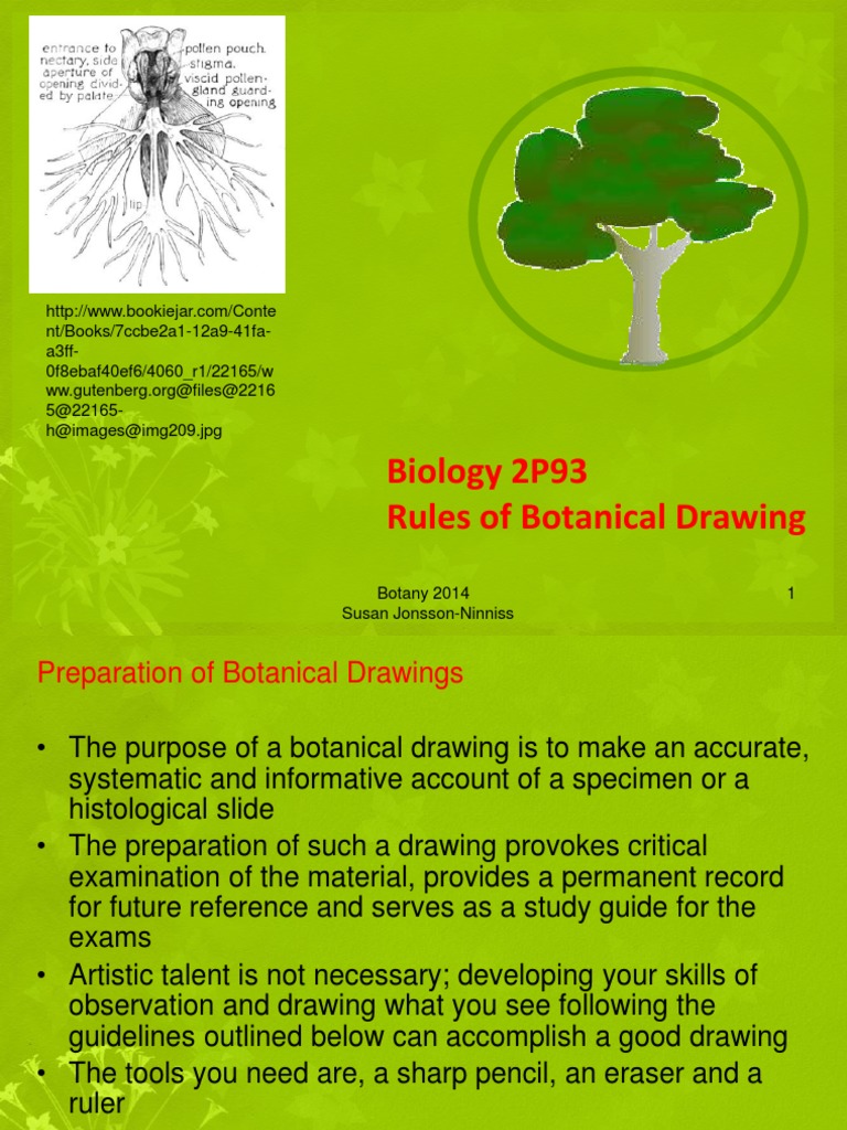 Rules of Botanical Drawing | PDF | Tissue (Biology) | Botany