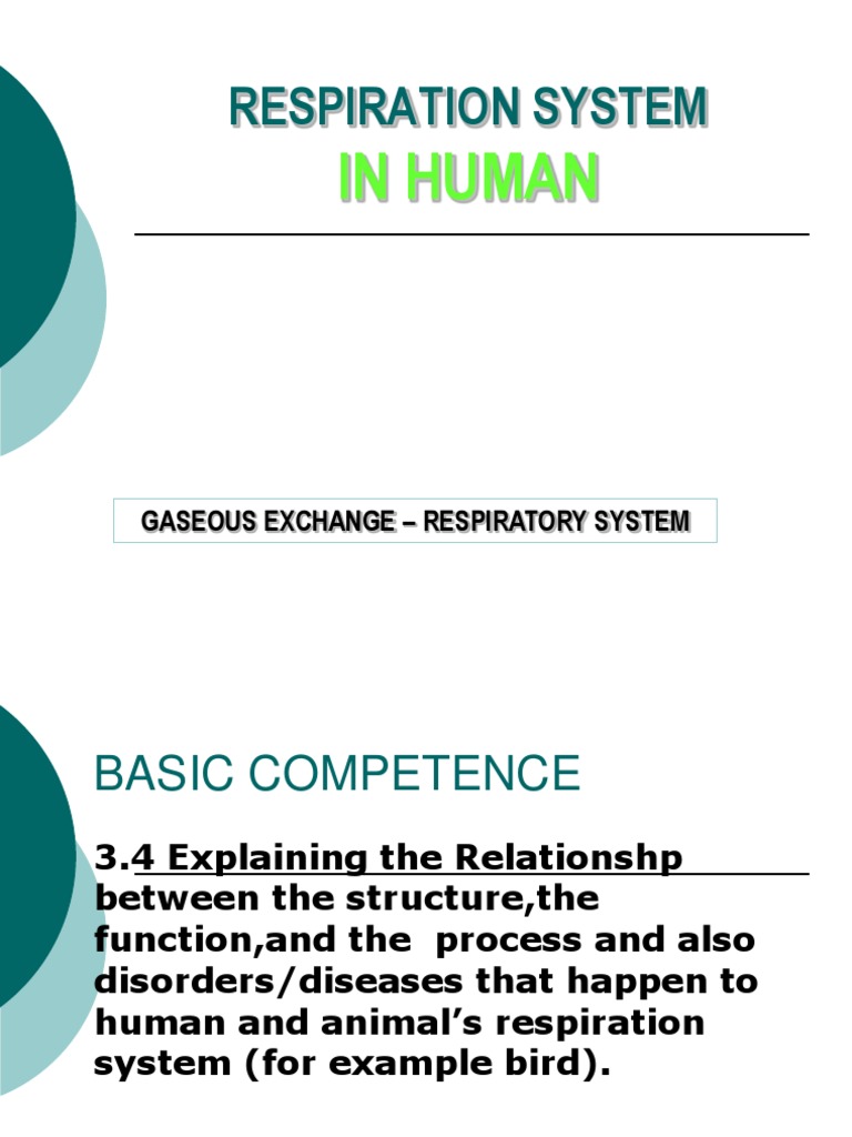 Respiratory System Ok | PDF | Lung | Exhalation