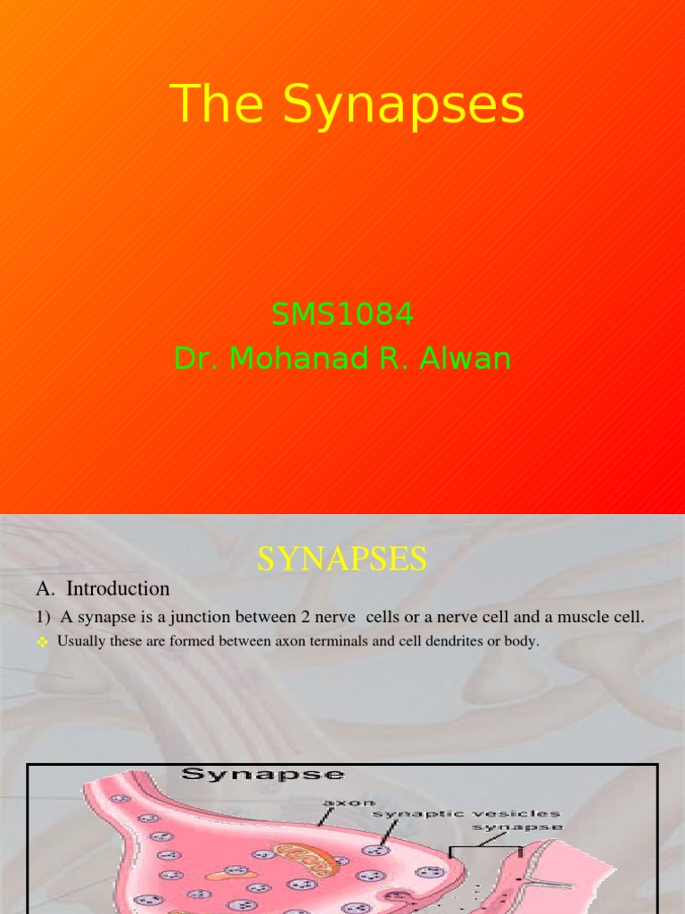Synapse Structure | PDF | Chemical Synapse | Neurotransmitter