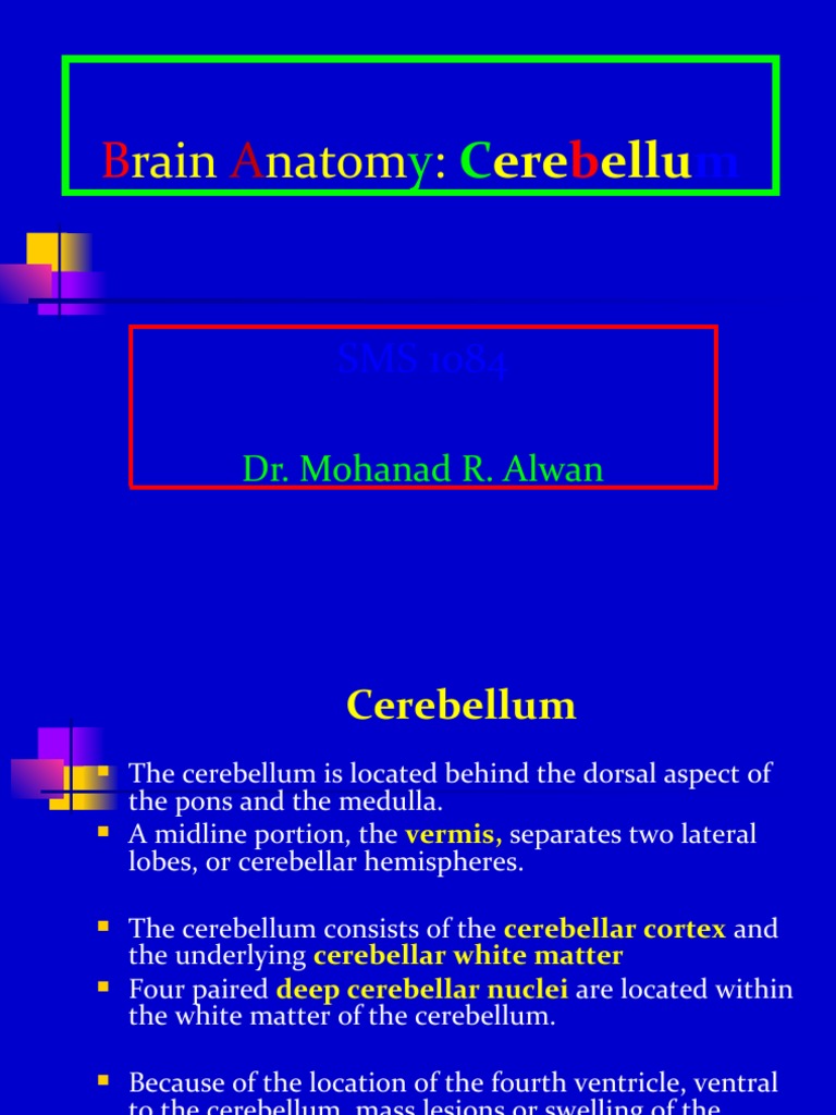 Brain Anatomy: Cerebellum | PDF | Cerebellum | Anatomy