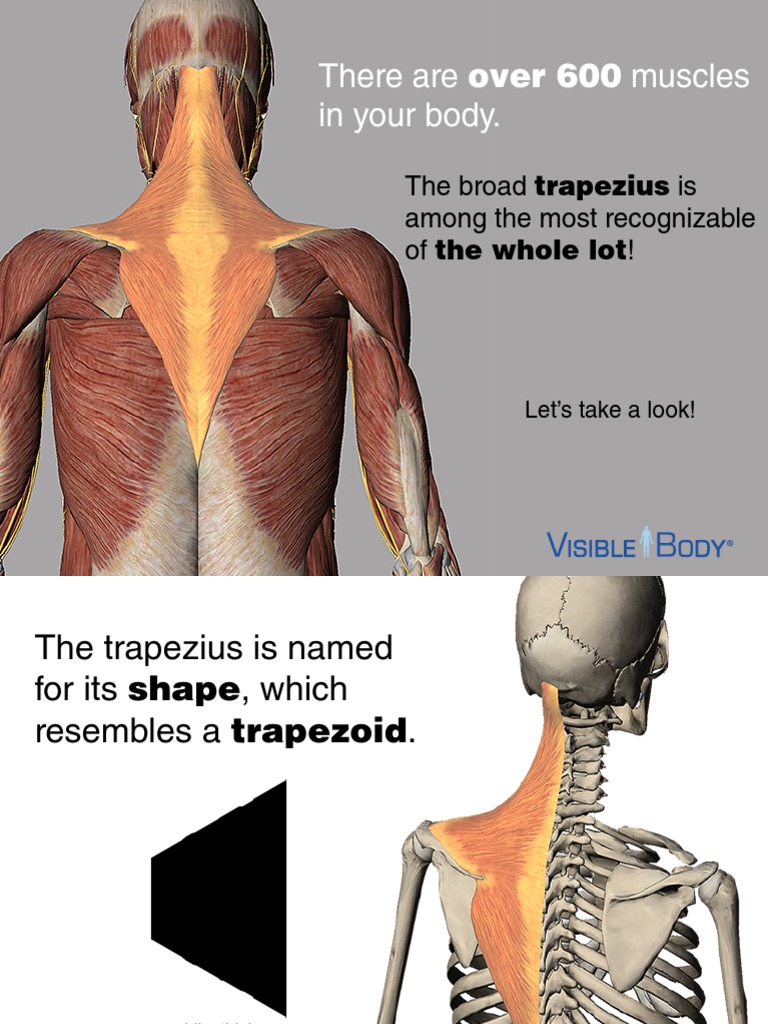VB Trapezius 030714 | PDF | Musculoskeletal System | Human Anatomy