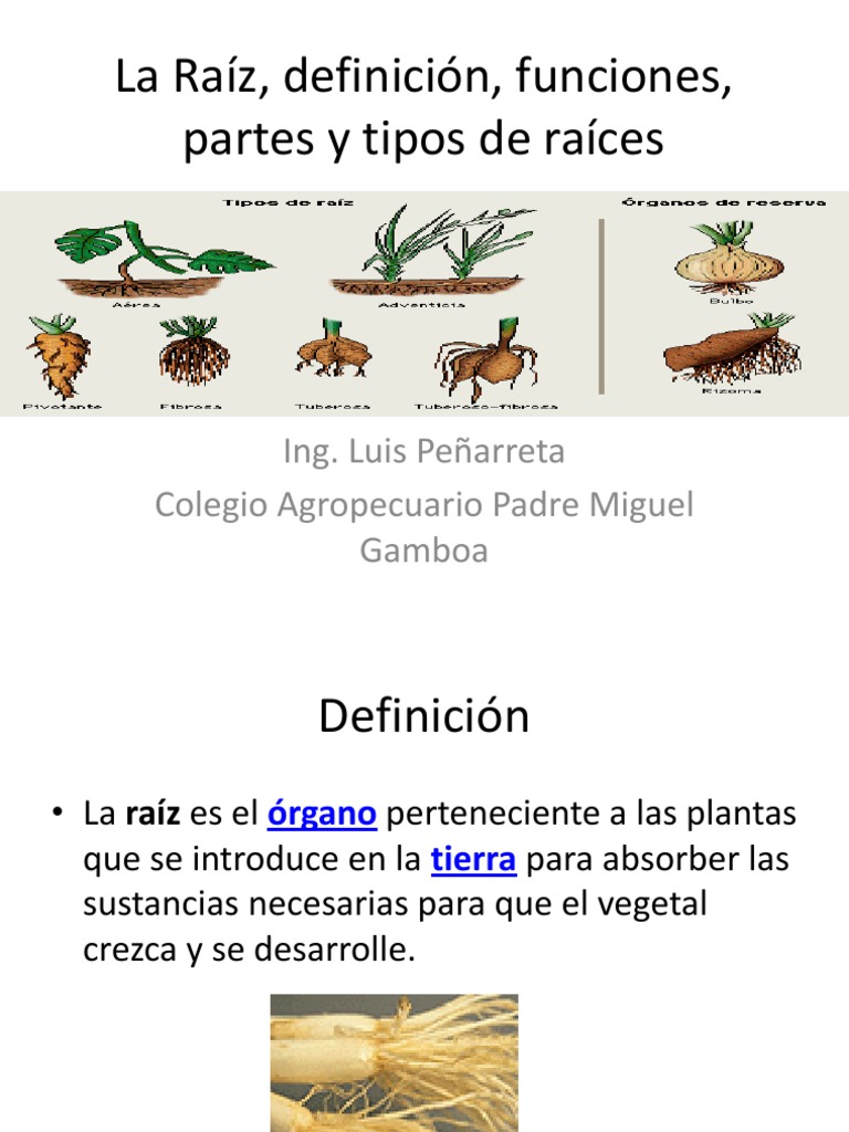 La Raíz, Definición, Funciones, Partes | PDF