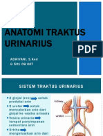 Pemahaman Tractus Urinaria dan Fisiologinya | PDF