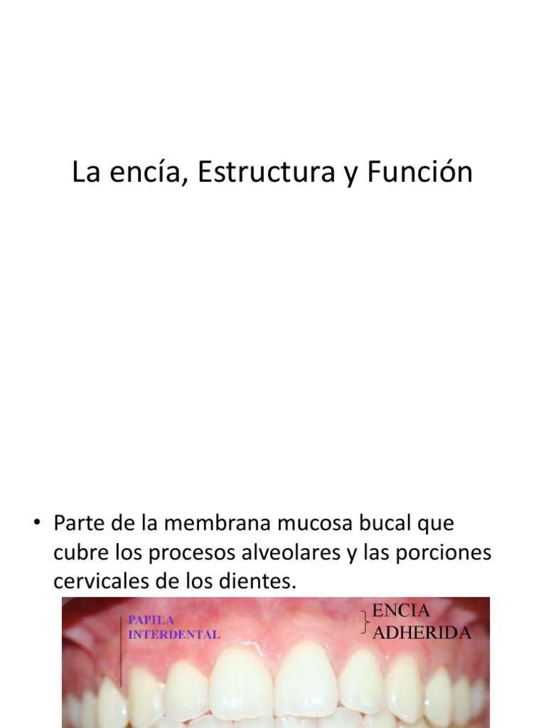 La Encía, Estructura y Función | PDF | Epitelio | Diente humano